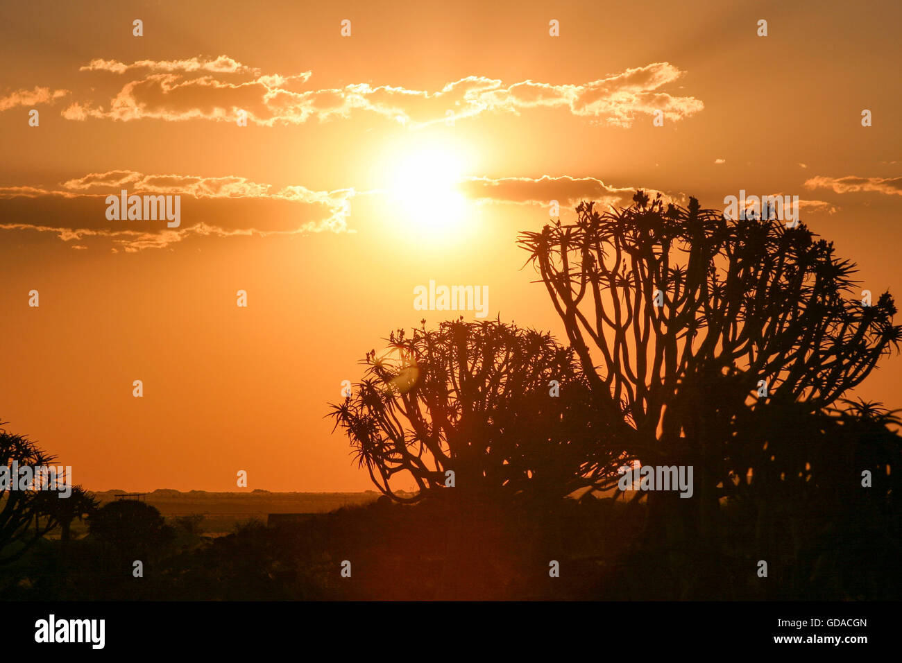 Namibia, Karas, Keetmanshoop, Quiver Trees at Dusk, Quiver Tree, a ...