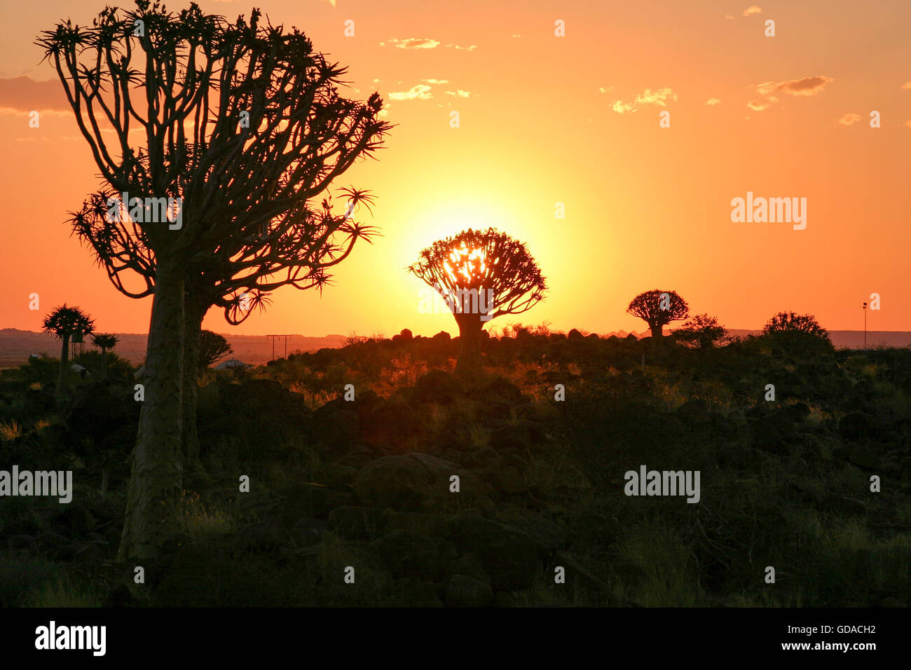 Namibia, Karas, Keetmanshoop, Quiver Trees at Dusk, Quiver Tree, a ...