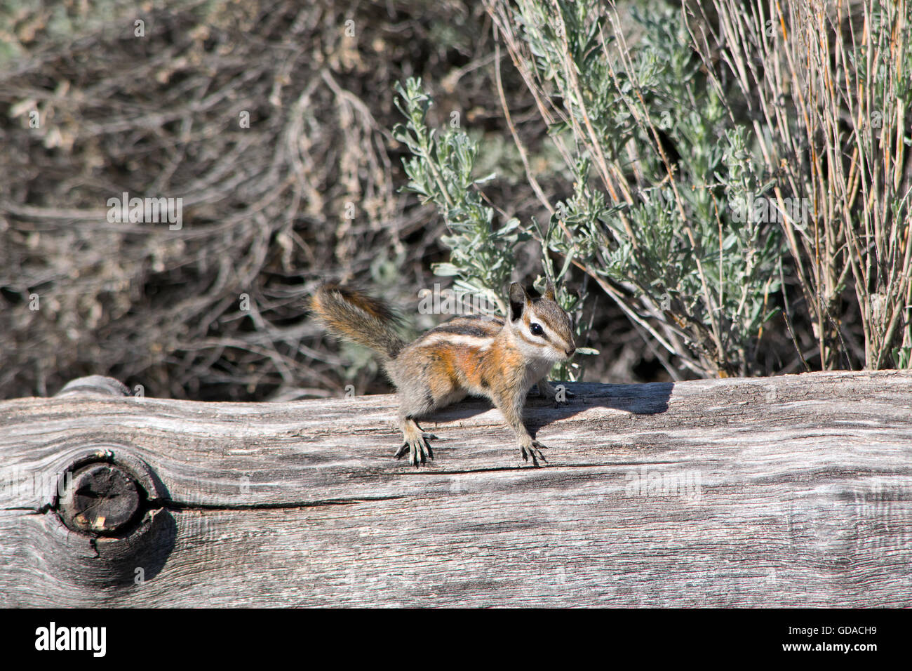 Side profile of chipmunk hi-res stock photography and images - Alamy