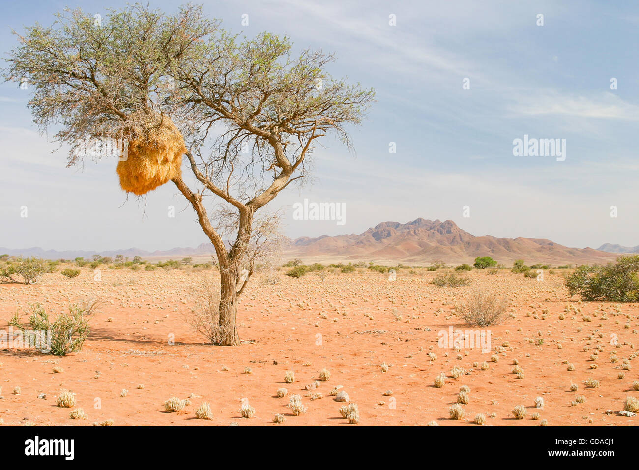 Namibia, Hardap, desert, landscape in the region Hardap with tree and ...