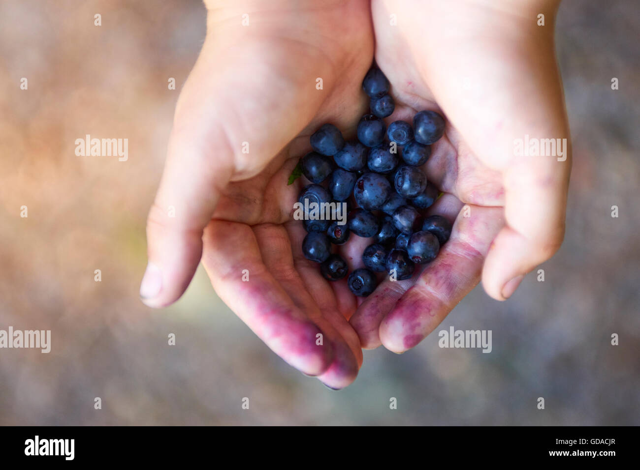 Handful of blueberries Stock Photo - Alamy