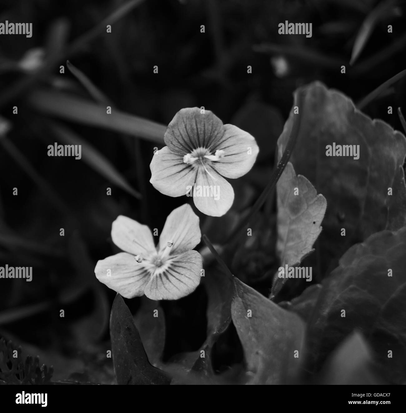 Black and white spring flower Stock Photo - Alamy