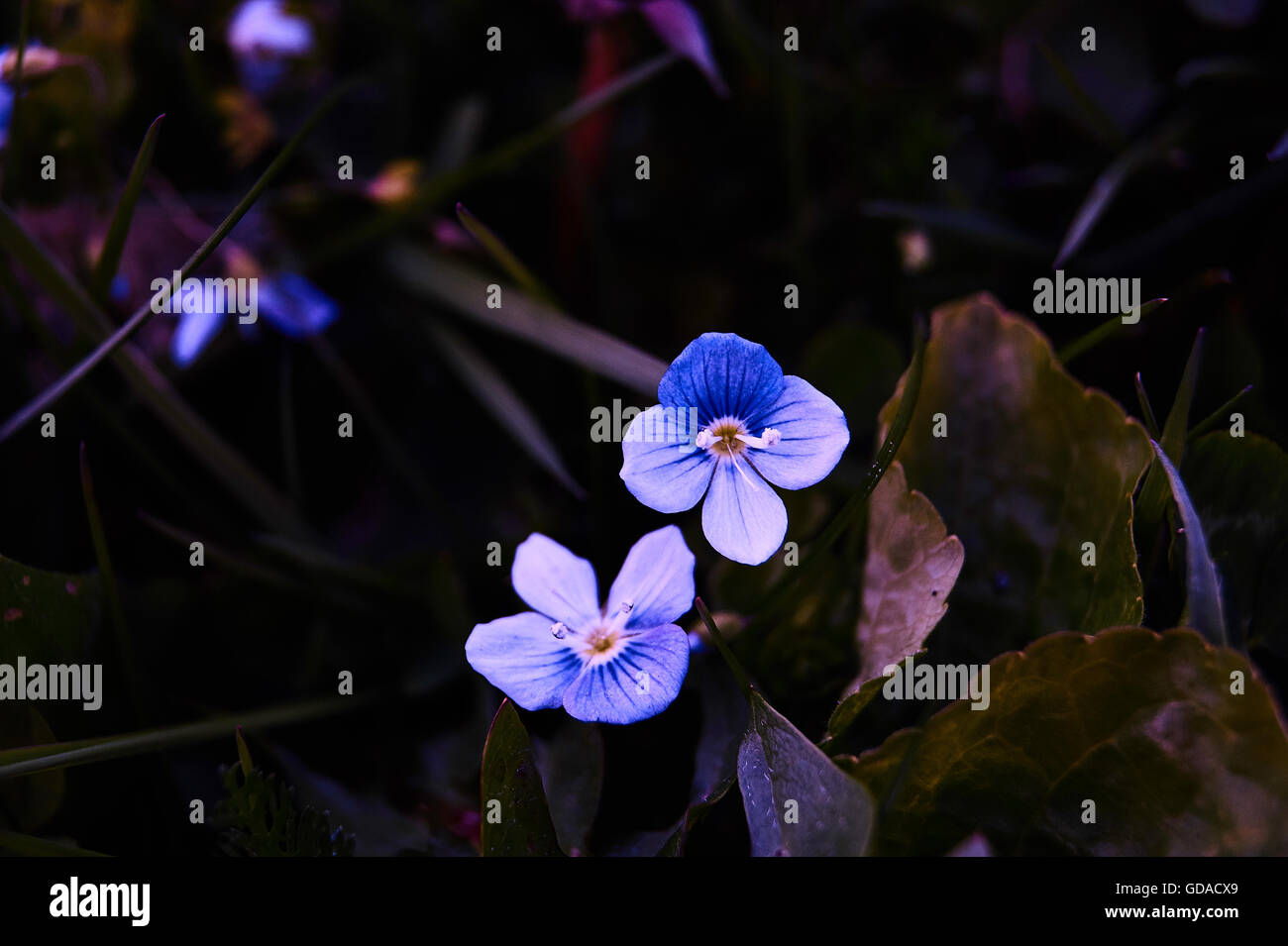 spring blue flower Stock Photo - Alamy