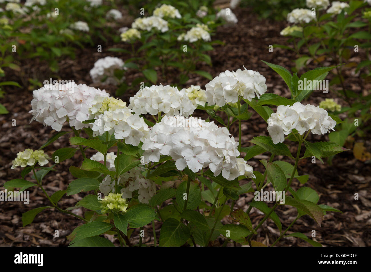 Hydrangea Madame E Mouillere in a flower bed grown on a mulch of bark ...