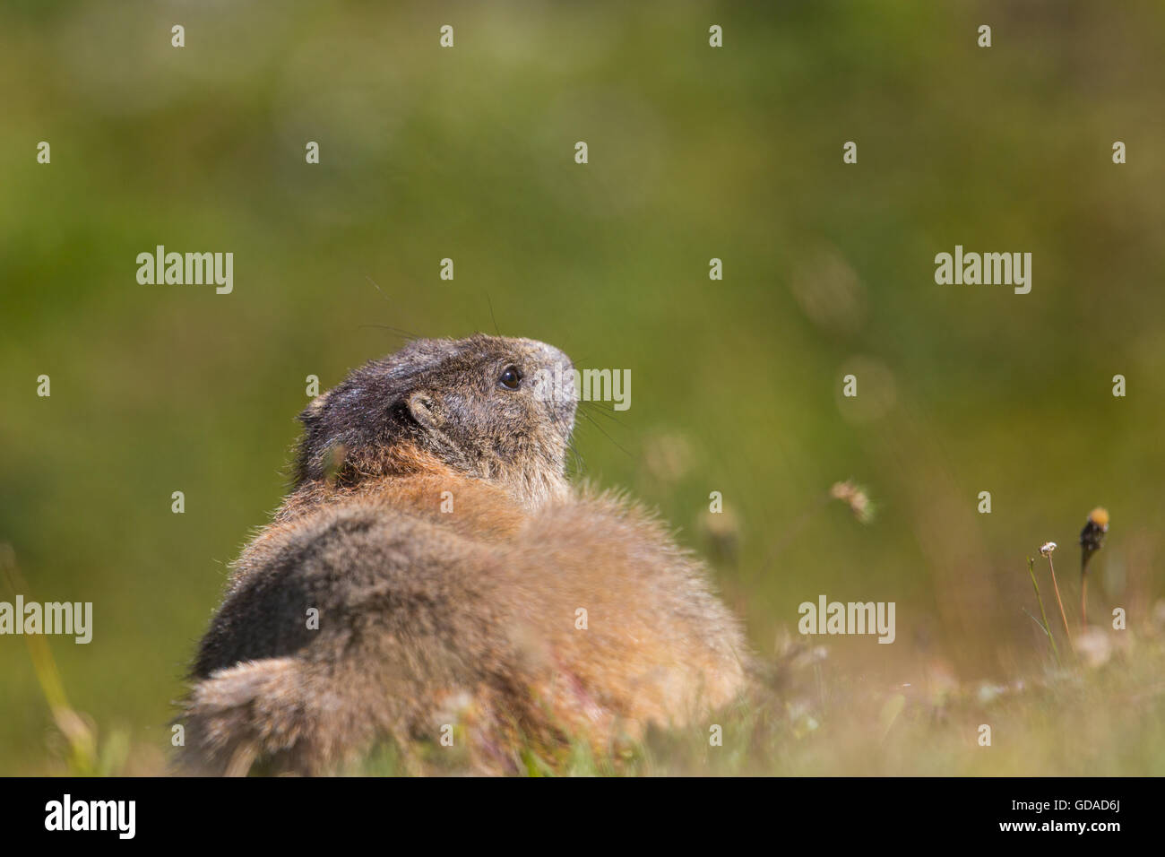 Portrait of sitting groundhog (Marmota monax) in green environment ...