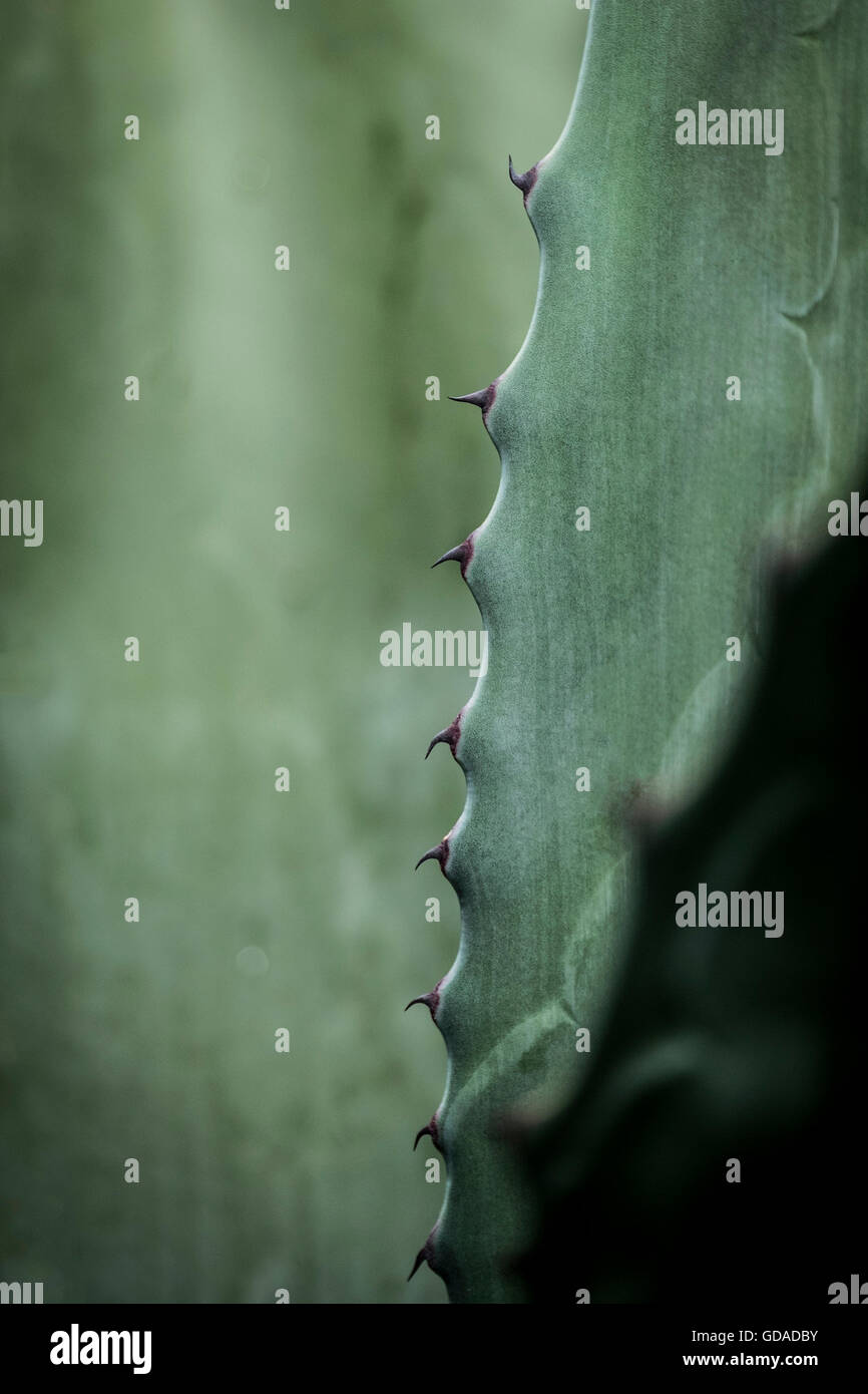 Specimen agave hi-res stock photography and images - Alamy