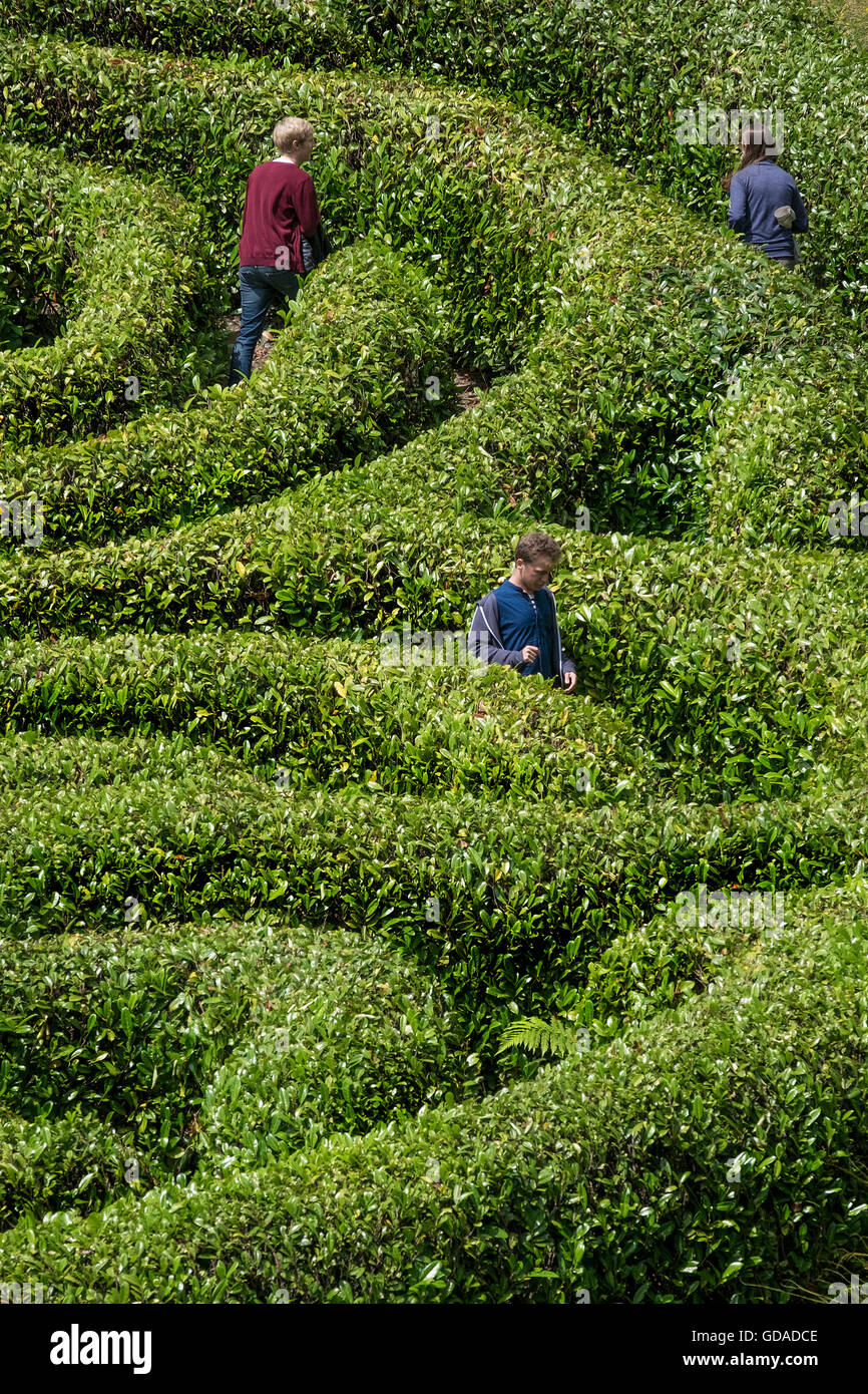 People lost in a laurel maze Stock Photo - Alamy