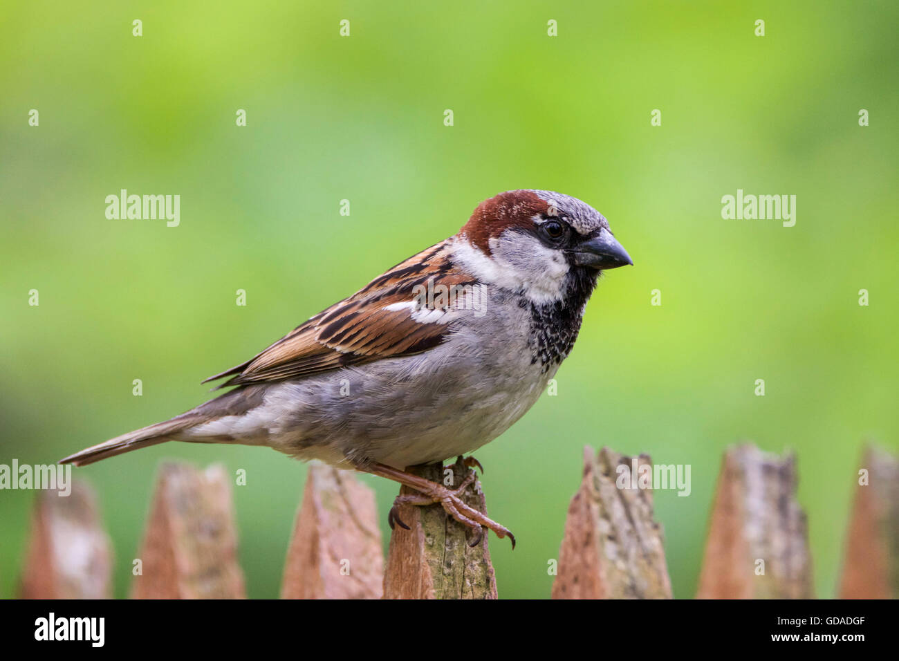 Sparrow on a Fence Stock Photo - Alamy
