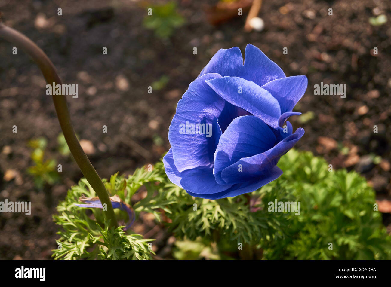 Blue light flower Stock Photo - Alamy