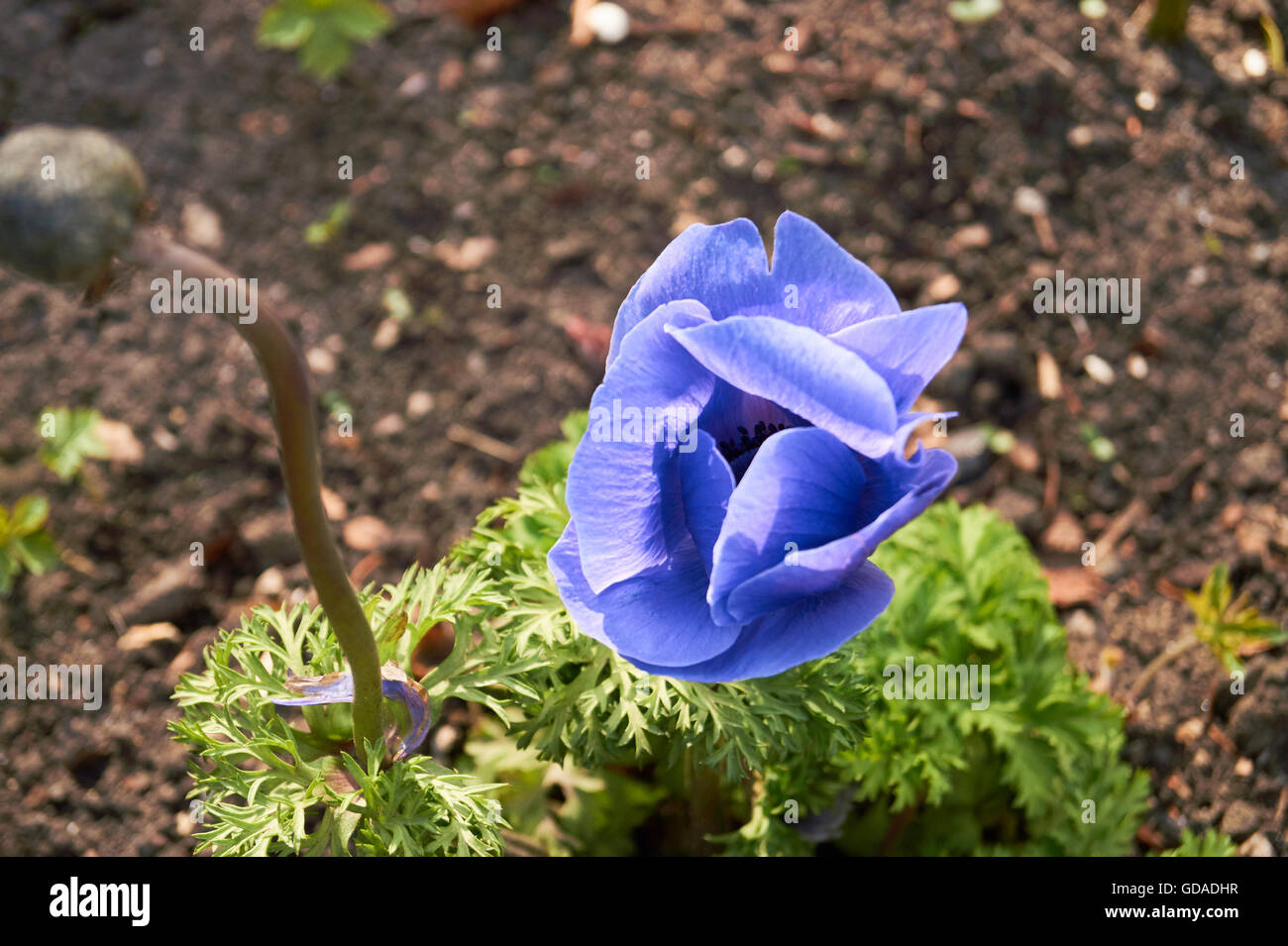 Blue light flower Stock Photo - Alamy