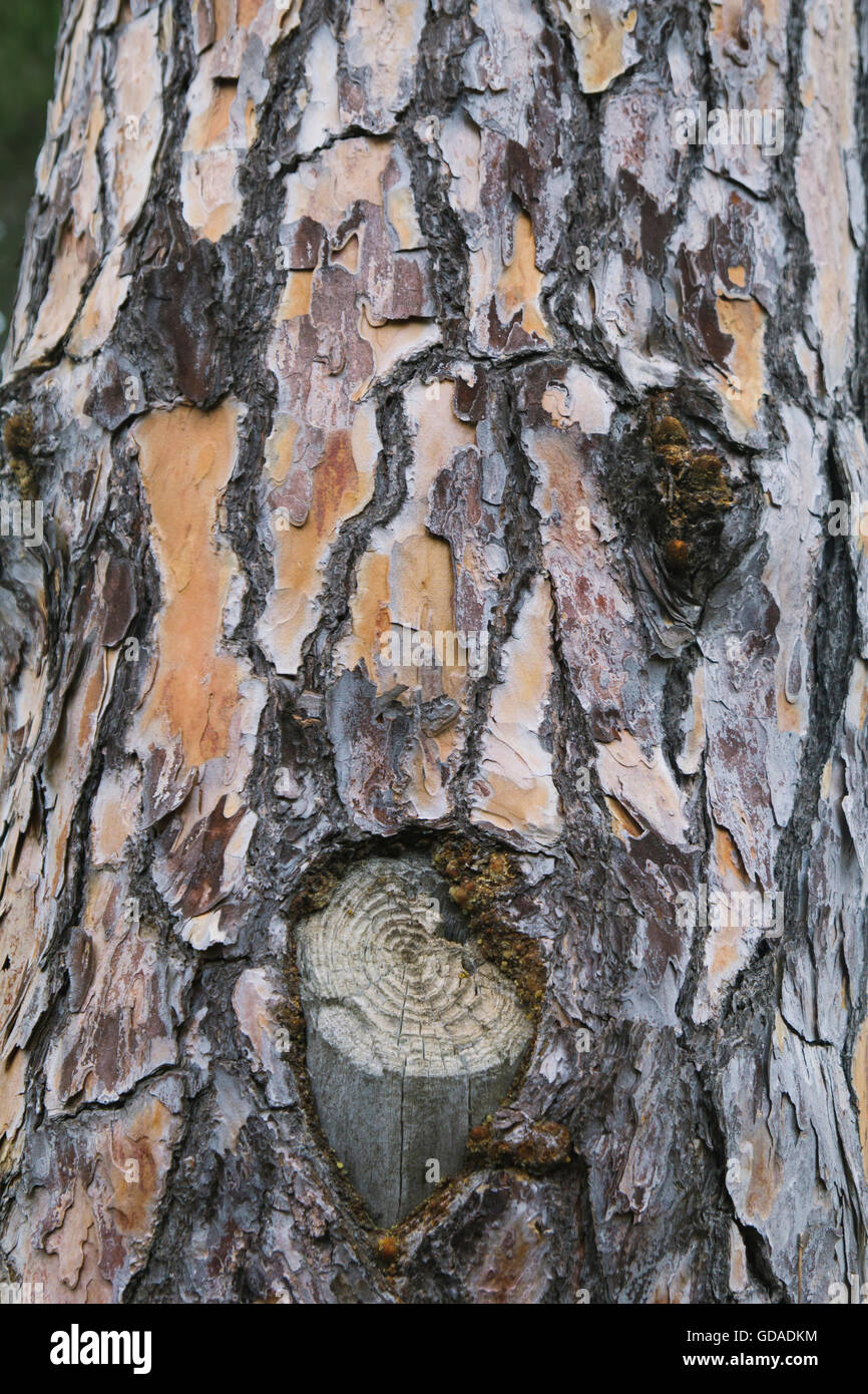 Pine trunk crust, with a face on it Stock Photo - Alamy