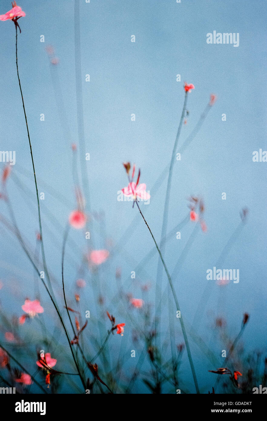 Greece, Makedonia Thraki, Potamia, Delicate flowers against a blue ...