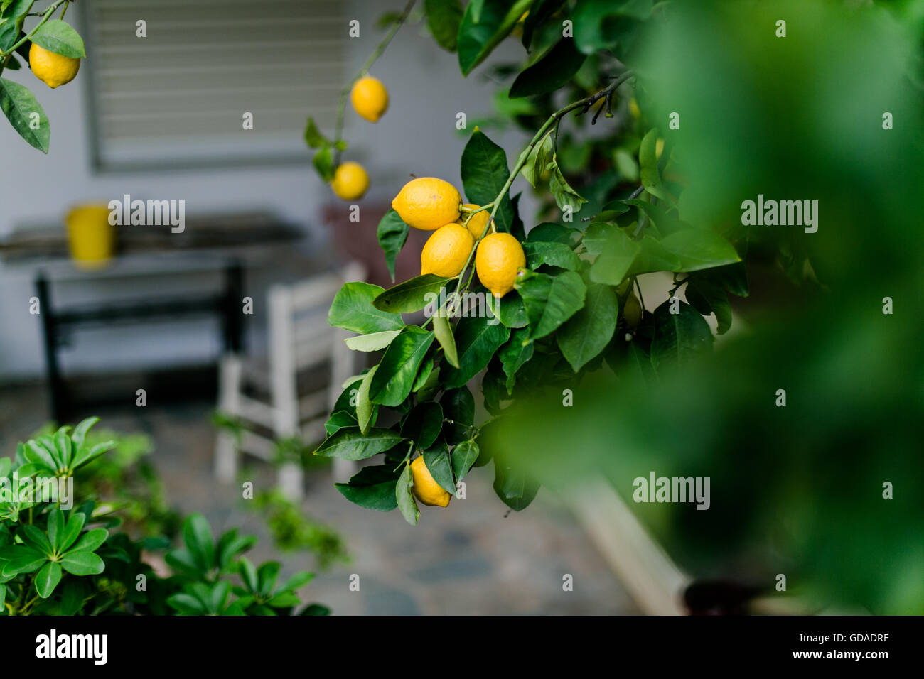 Greece, Attica, Athina, Lemons on the tree at the terrace Stock Photo ...