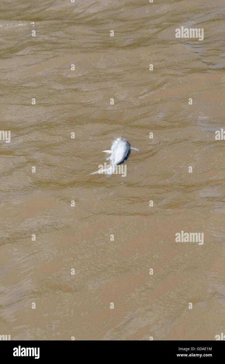 Vietnam, Can Tho, dead fish in the shallow river in the river of the ...