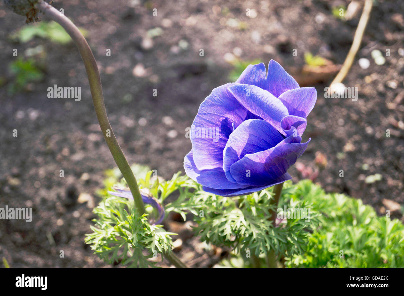 Blue light flower Stock Photo - Alamy