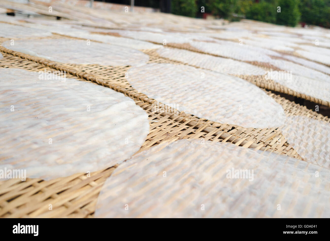 Vietnam, Can Tho, Reaped paper for drying in the Mekong Delta Stock ...