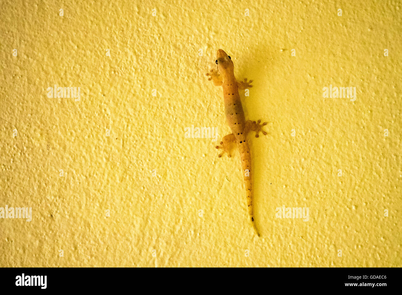 Costa rica gecko hi-res stock photography and images - Alamy