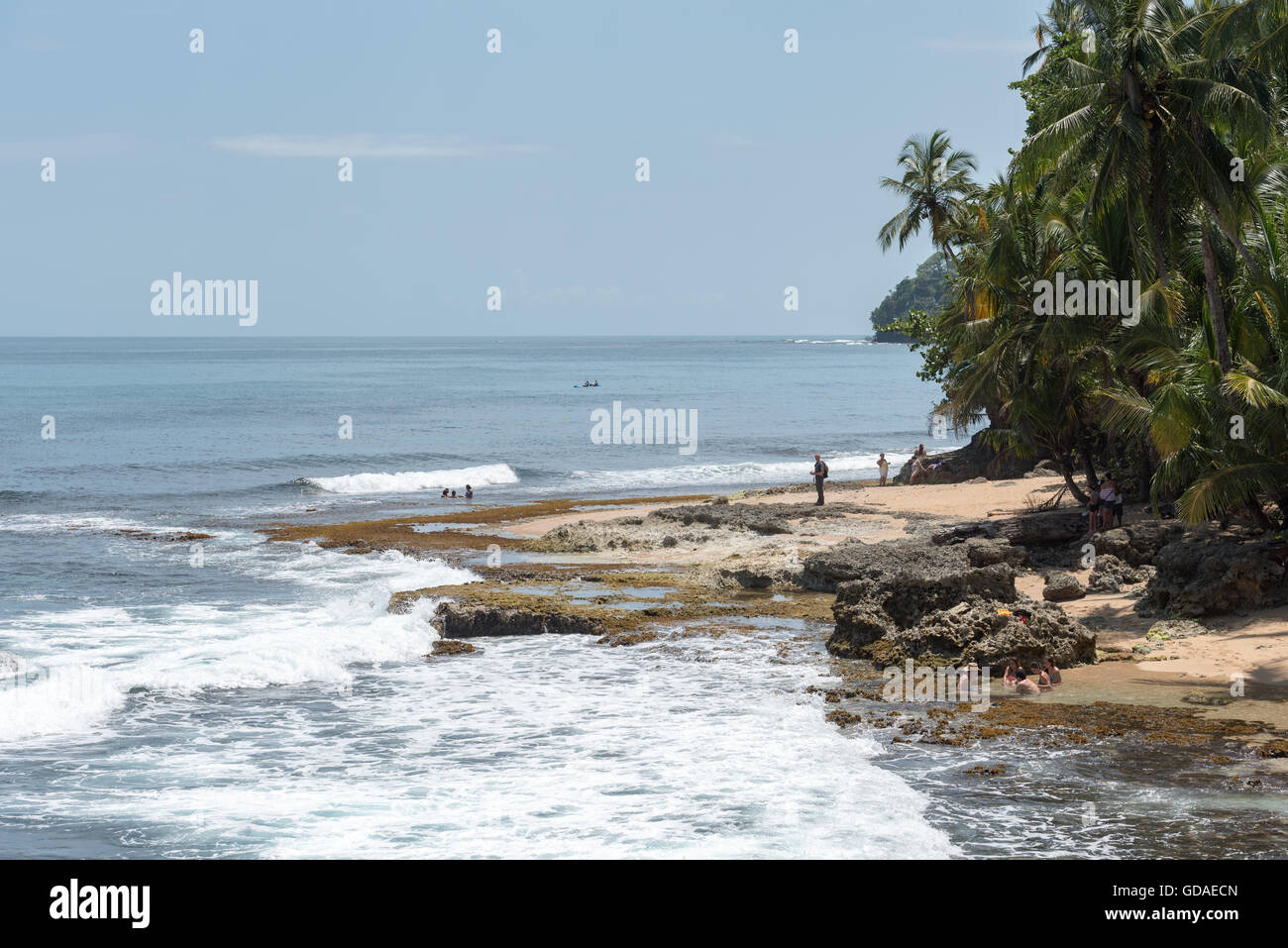 Costa Rica, Limón, Manzanillo, Manzanillo National Park, palm trees ...