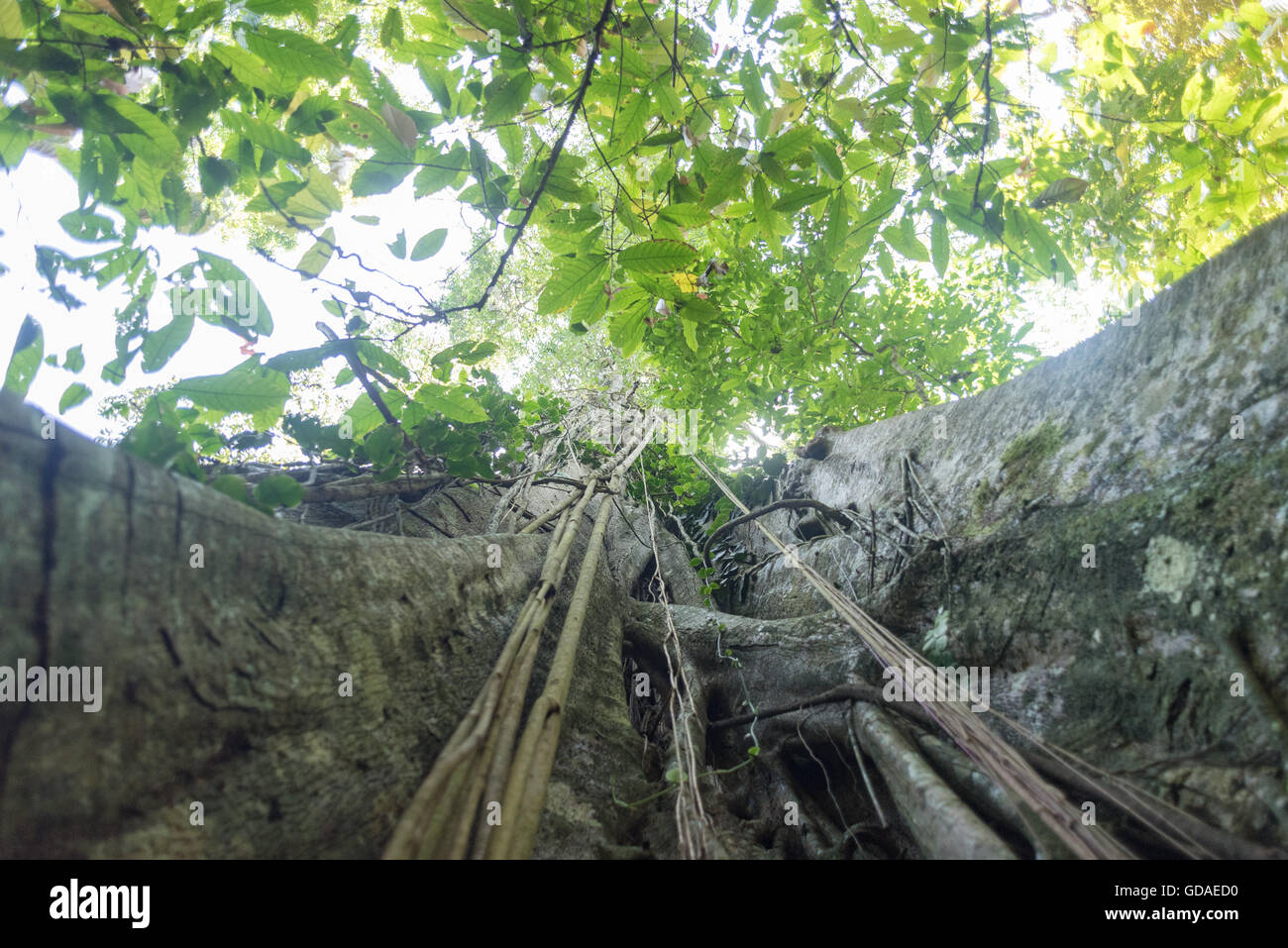 Costa Rica, Limón, Manzanillo, Manzanillo National Park, Tropical Tree ...