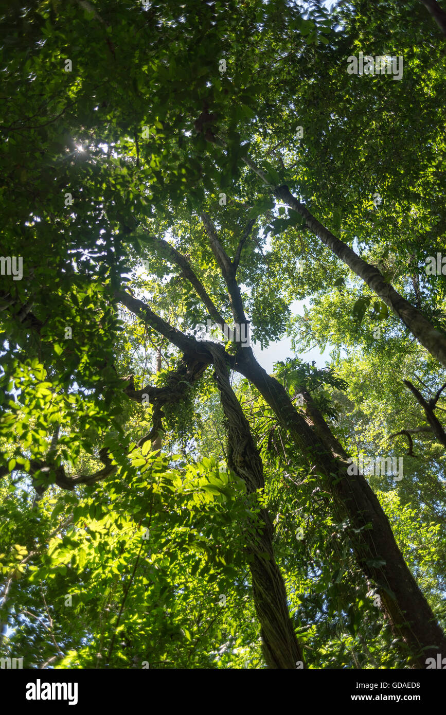 Costa Rica, Limón, Manzanillo, Manzanillo National Park, tree tops ...