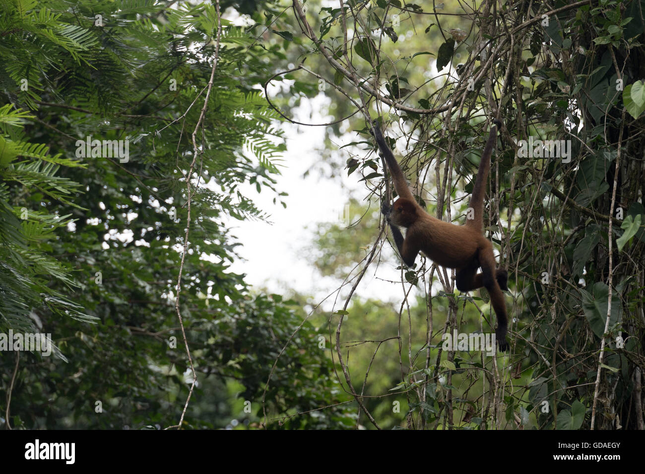 Spider monkey tortuguero costa rica hi-res stock photography and images ...