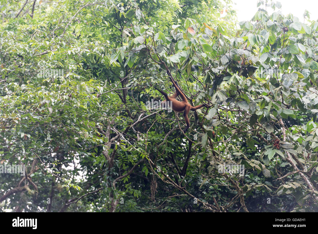 Costa Rica, Limón, Tortuguero, Tortuguero National Park, Ateles (Ateles ...