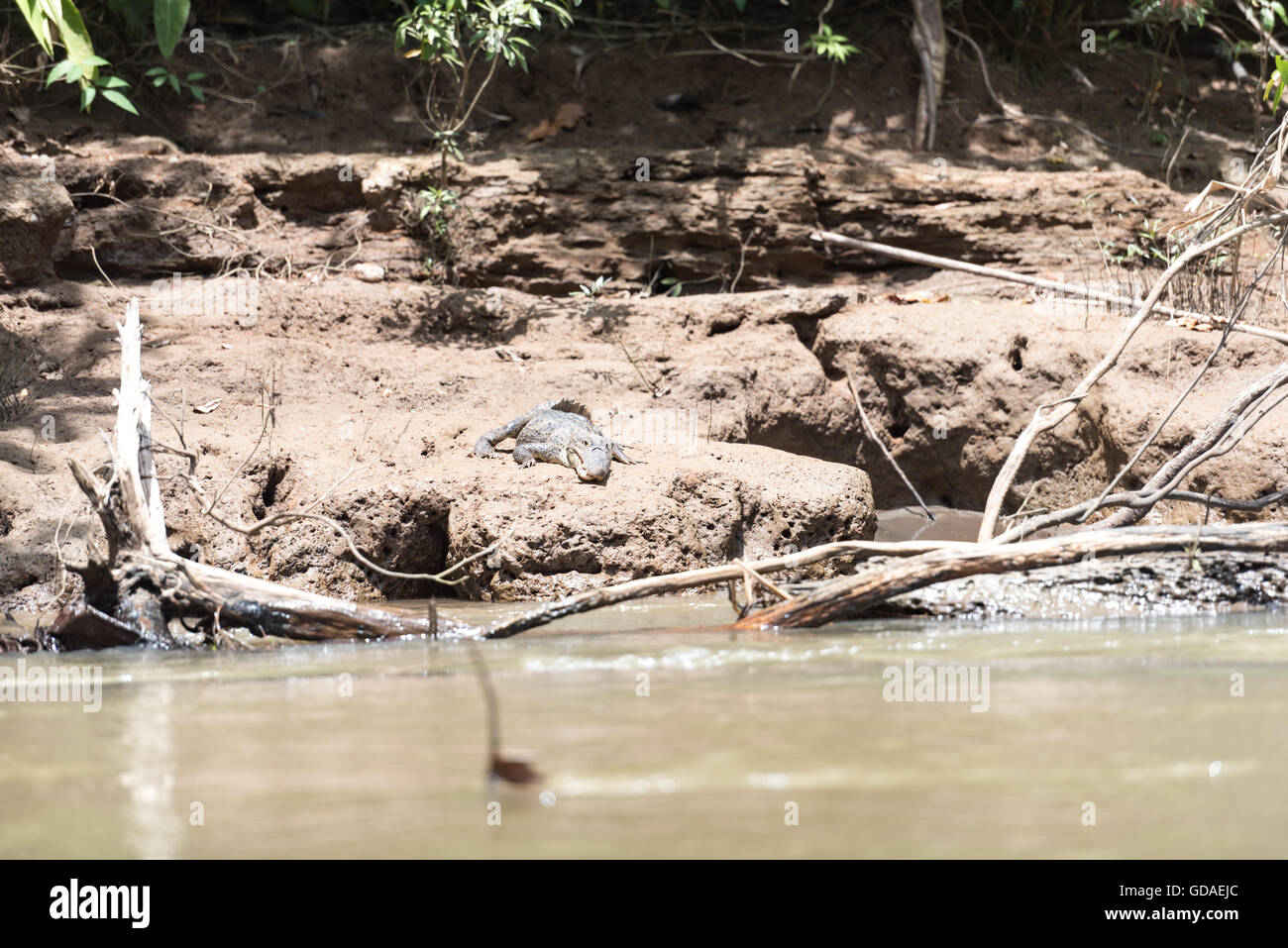 Alligatoridae family hi-res stock photography and images - Alamy