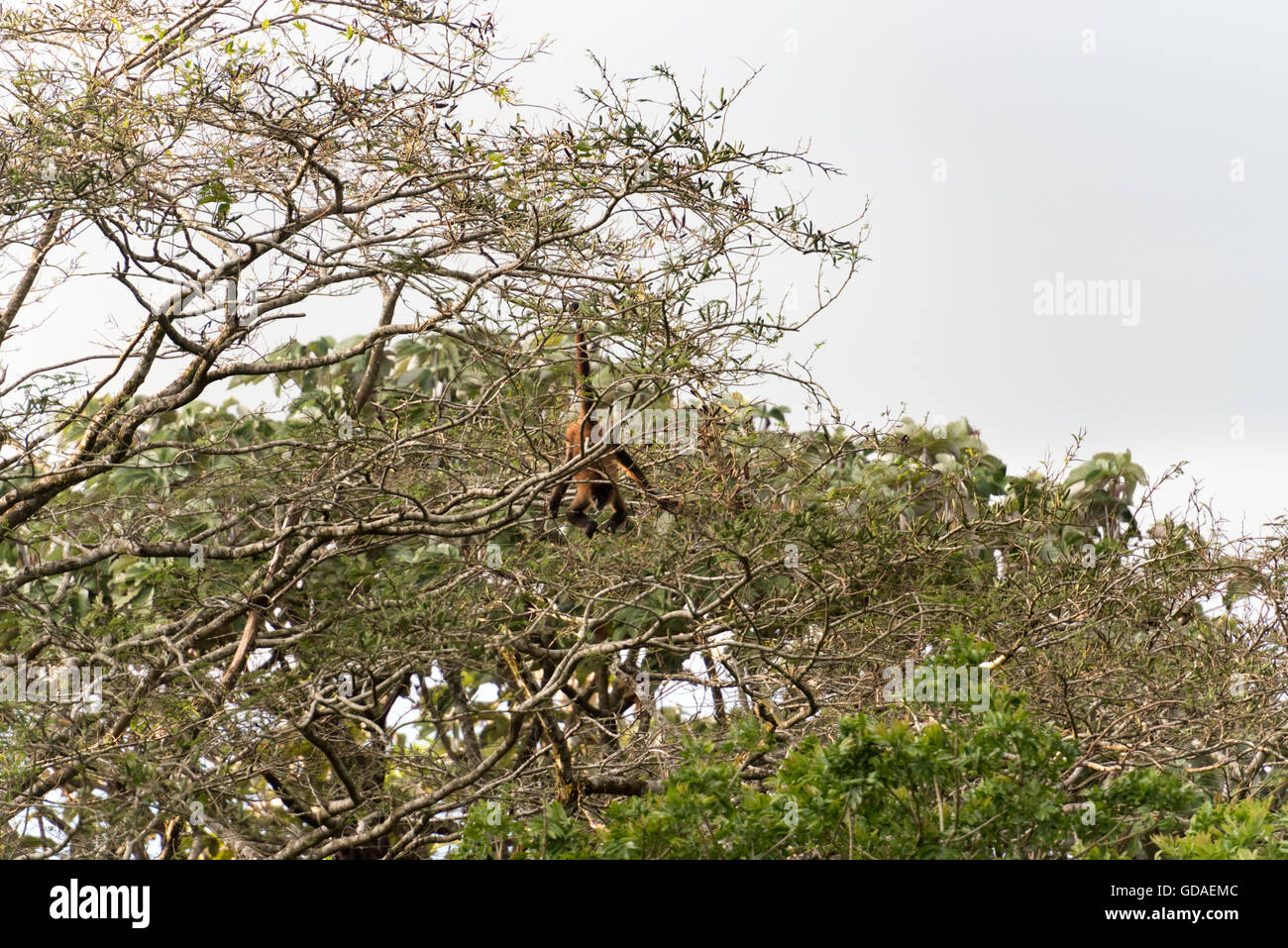 Costa Rica, Alajuela, San Carlos, Atelier (Ateles) are a genus of the ...