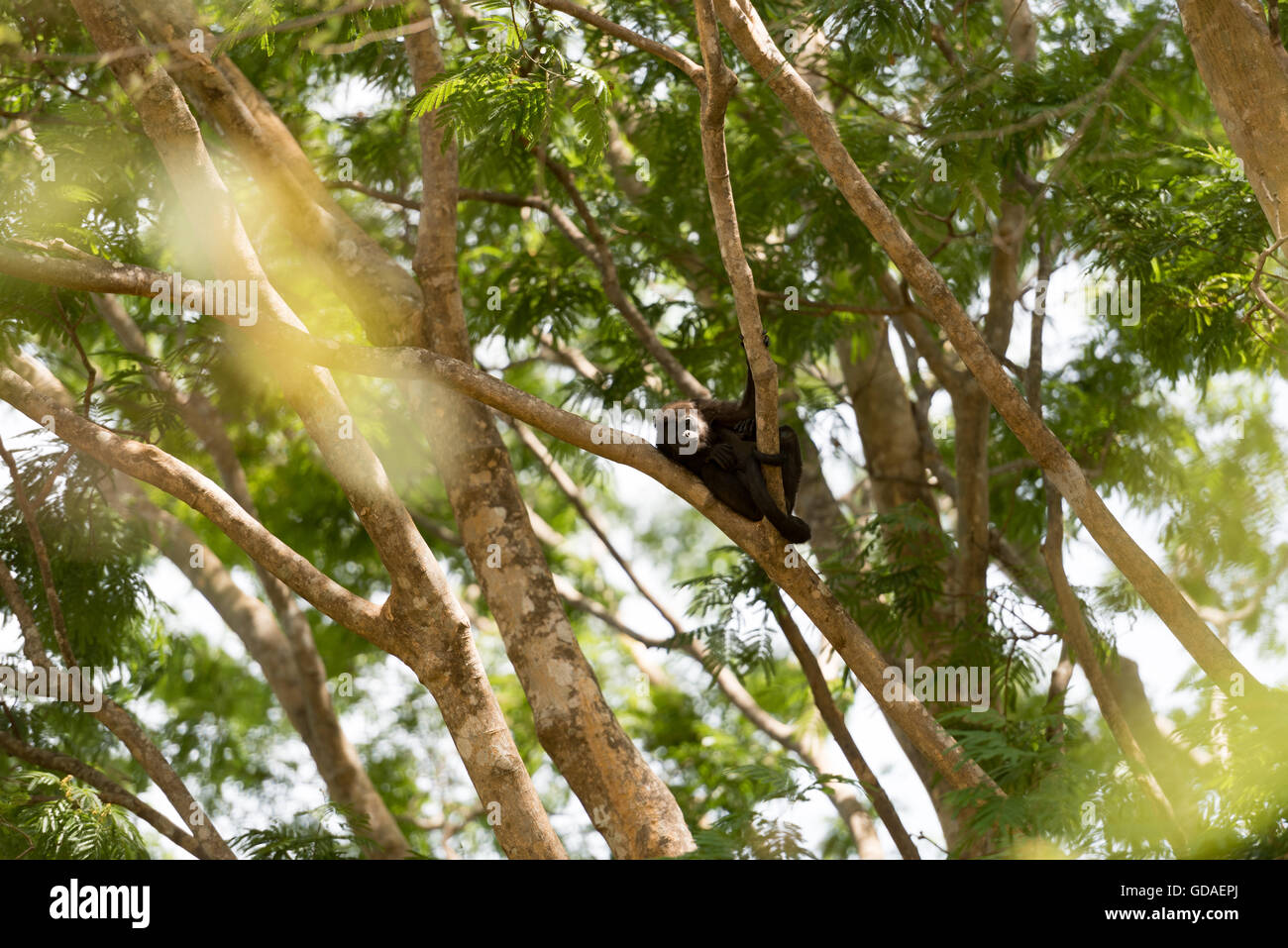 Costa Rica, Guanacaste, Coco, howler monkeys (Alouatta) are a primate ...