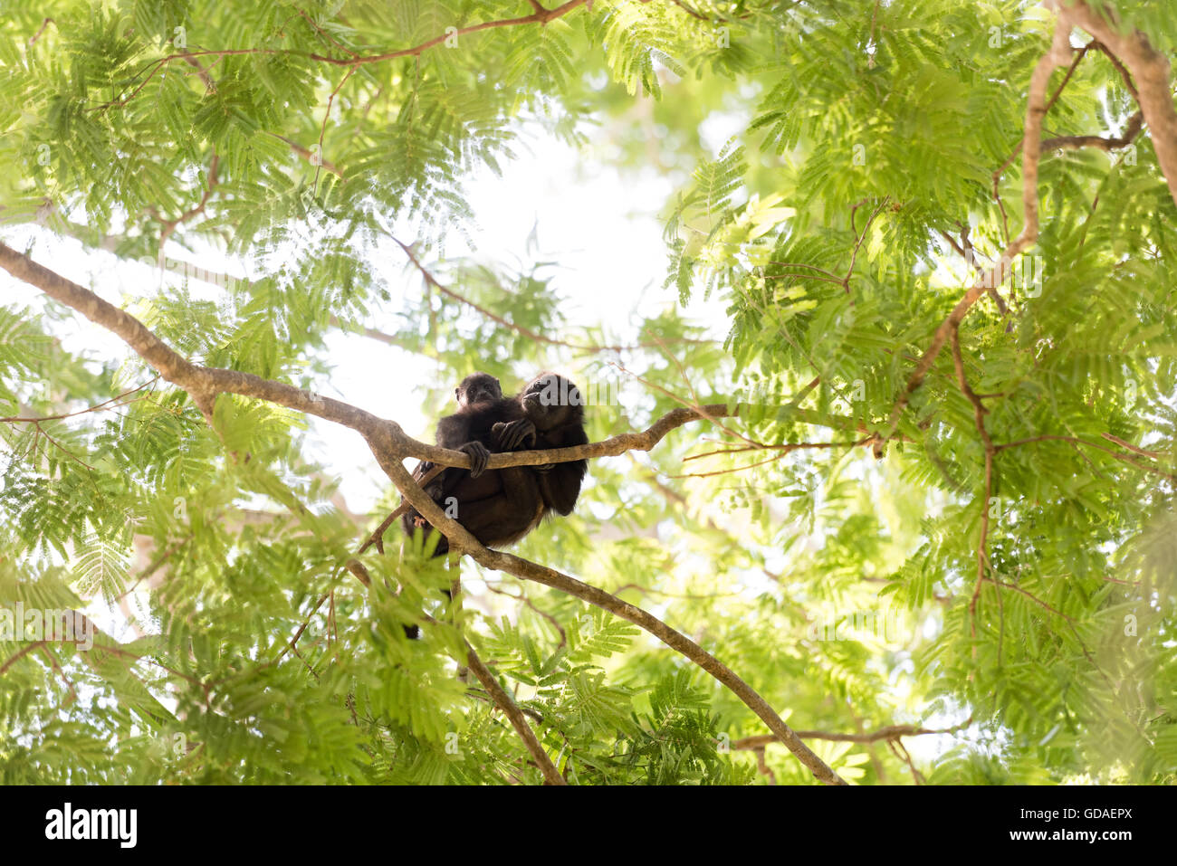 Costa Rica, Guanacaste, Coco, howler monkeys (Alouatta) are a primate ...