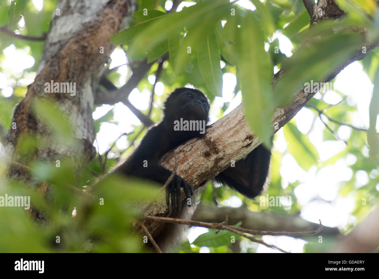 Costa Rica, Guanacaste, Tamarindo, howler monkeys (Alouatta) are a ...