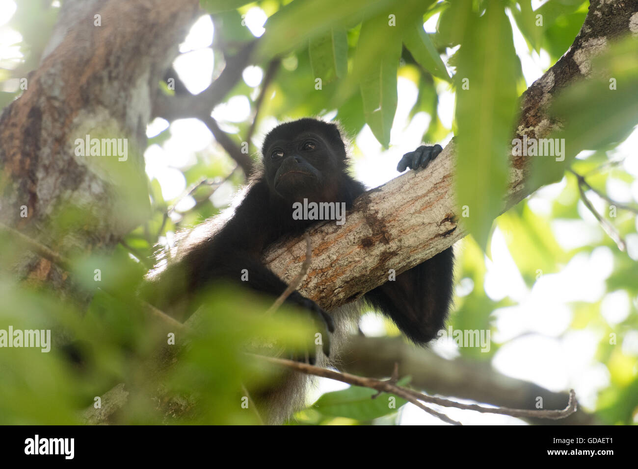 Costa Rica, Guanacaste, Playa Langosta, howler monkeys (Alouatta) are a ...
