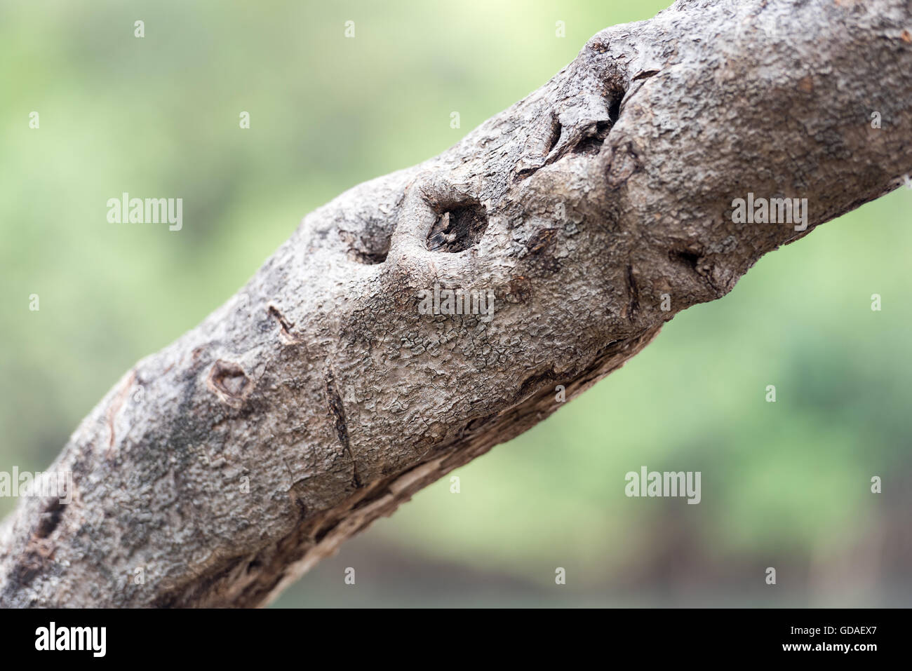 Costa Rica, Guanacaste, tree trunk in close-up Stock Photo - Alamy