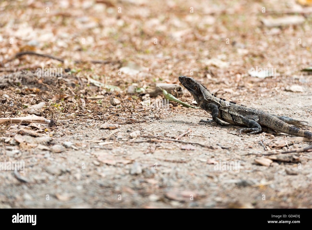 Costa Rica, Guanacaste, Common Black Guinea (Ctenosaura similis), a ...