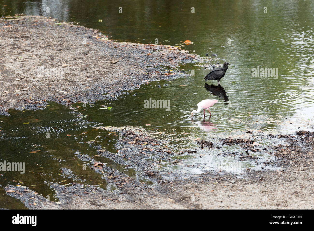 Raven Vultures High Resolution Stock Photography and Images - Alamy