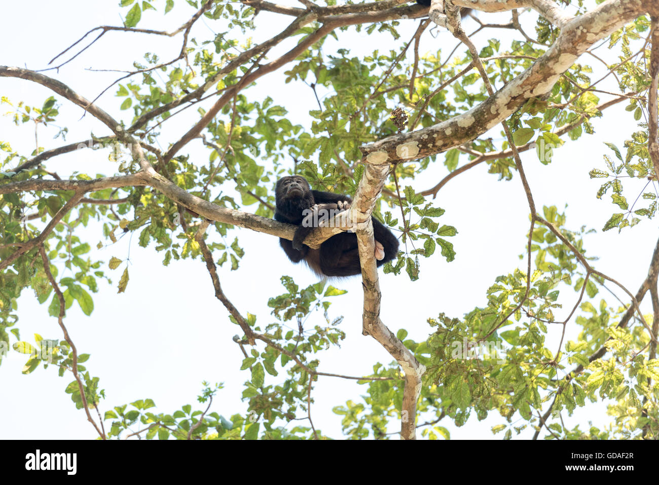 Costa Rica, Guanacaste, droughty howler monkey in the tree, howler ...