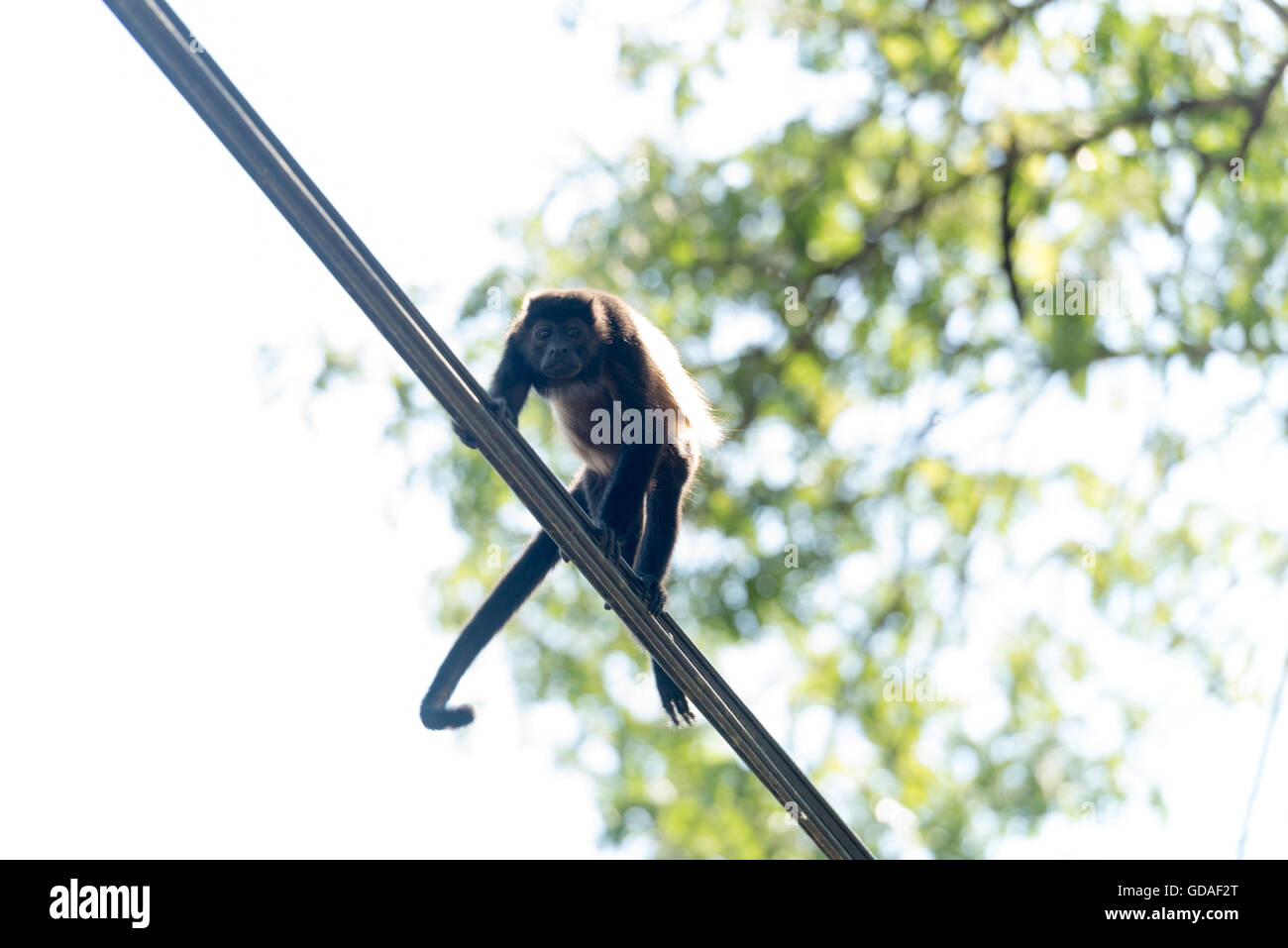 Costa Rica, Guanacaste, howler monkey runs over a power line, howler ...
