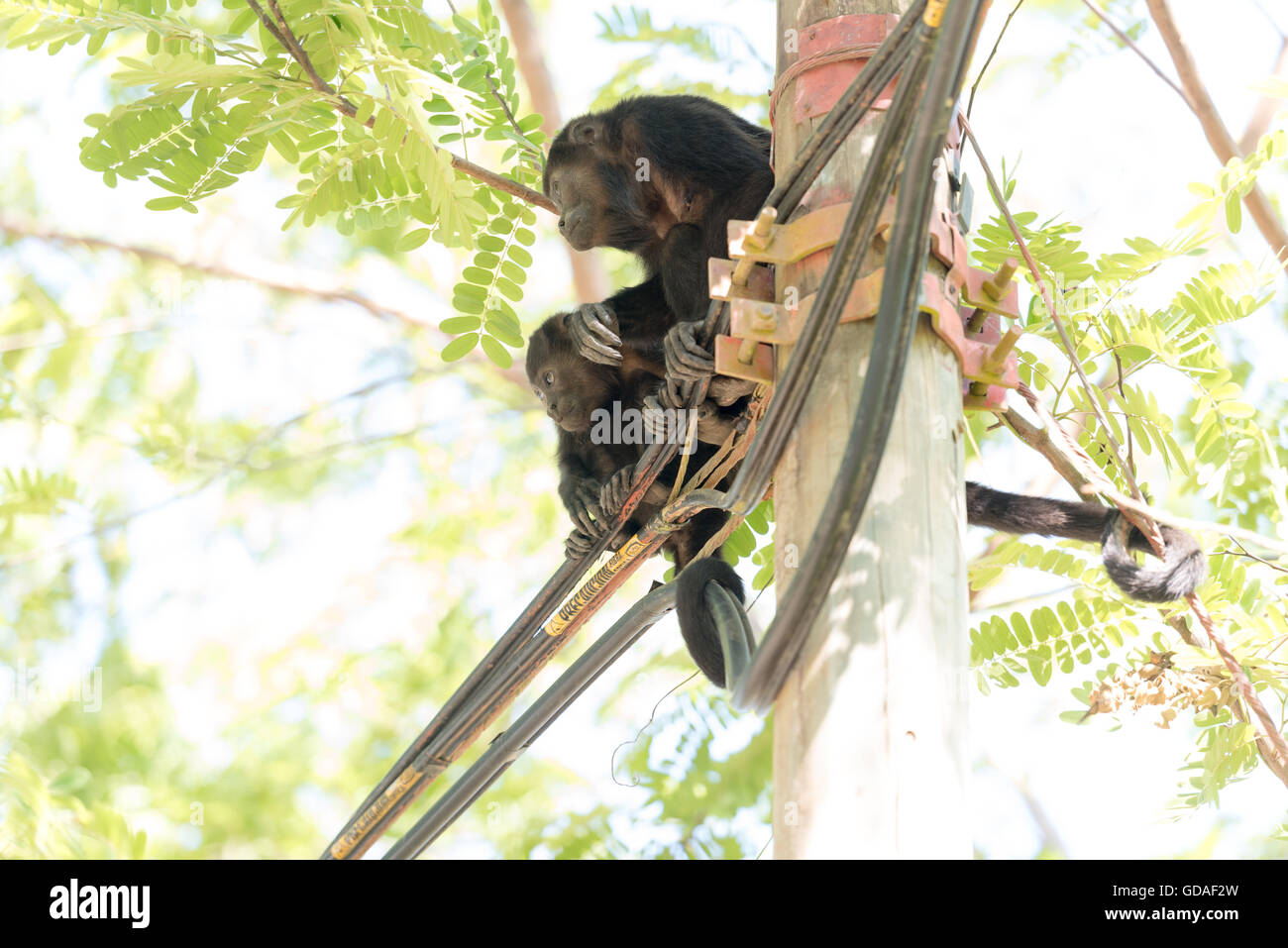 Costa Rica, Guanacaste, Two howler monkeys sit on a Strommast, howler ...