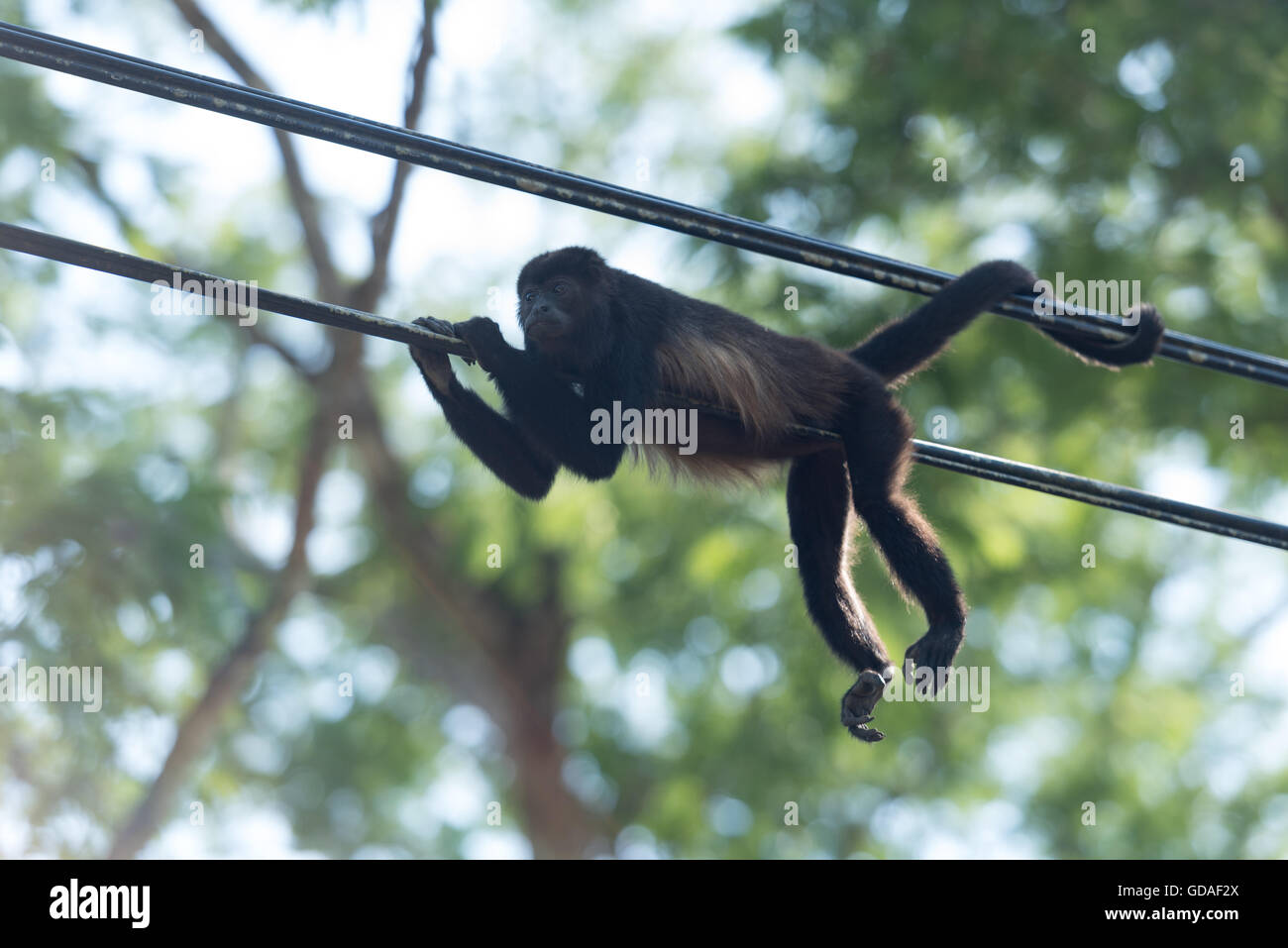 Guanacaste howler monkeys costa rica hi-res stock photography and ...