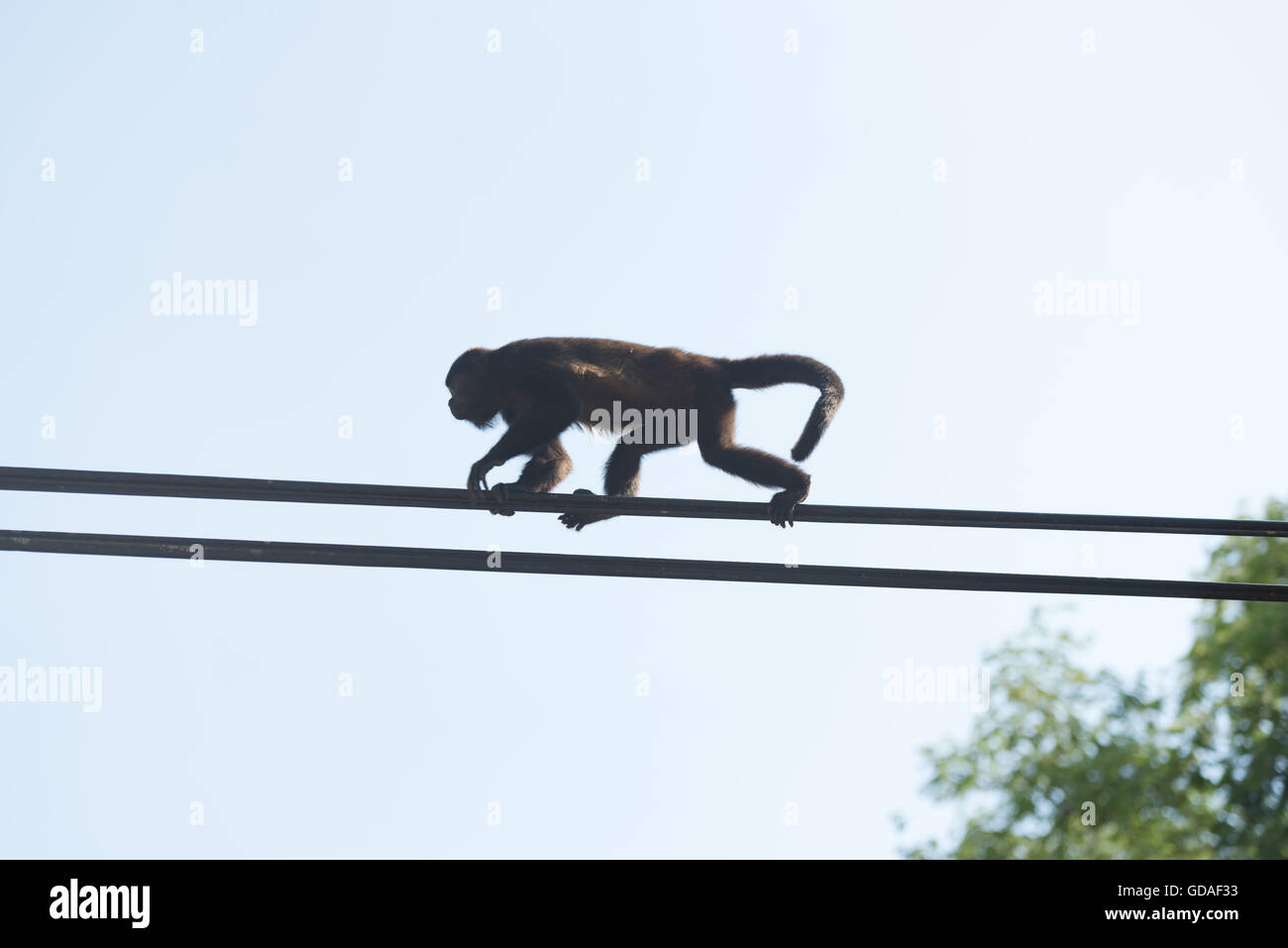Costa Rica, Guanacaste, howler monkey runs over a power line, howler ...