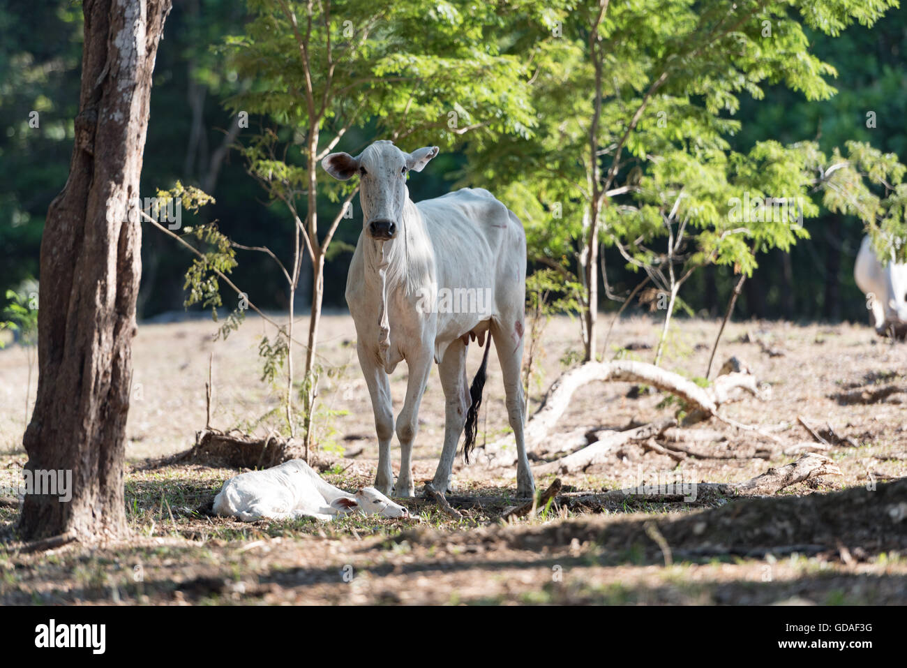 Costa Rica, Puntarenas, lean cow with newborn Stock Photo - Alamy