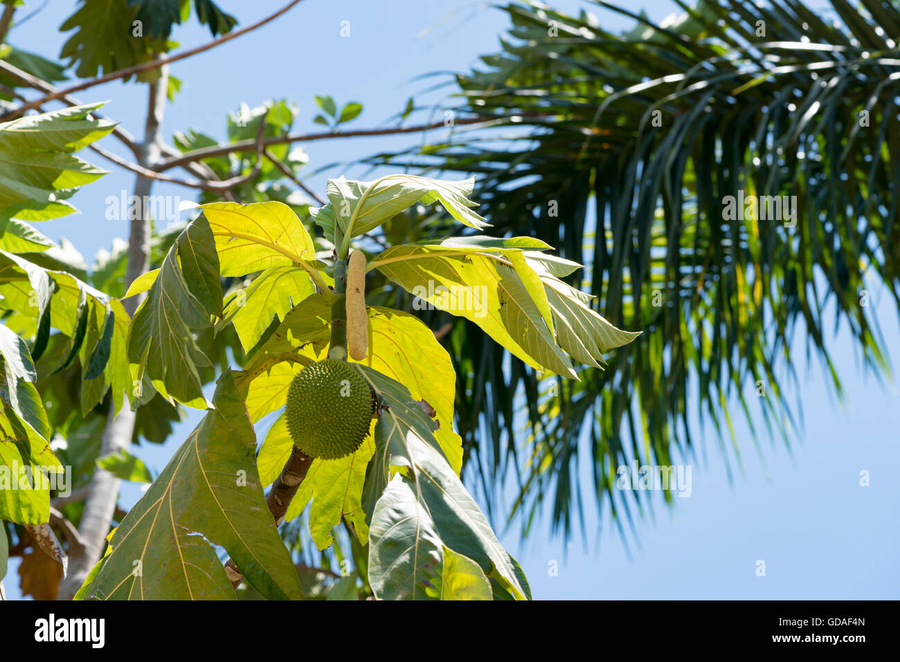 Costa Rica, Puntarenas, bread-tree (Artocarpus altilis Stock Photo - Alamy