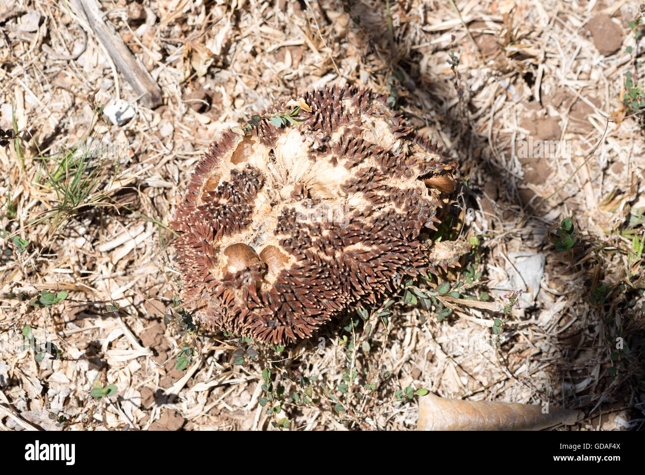 Costa Rica, Puntarenas, Dried fruit of a bread-tree (Artocarpus altilis ...