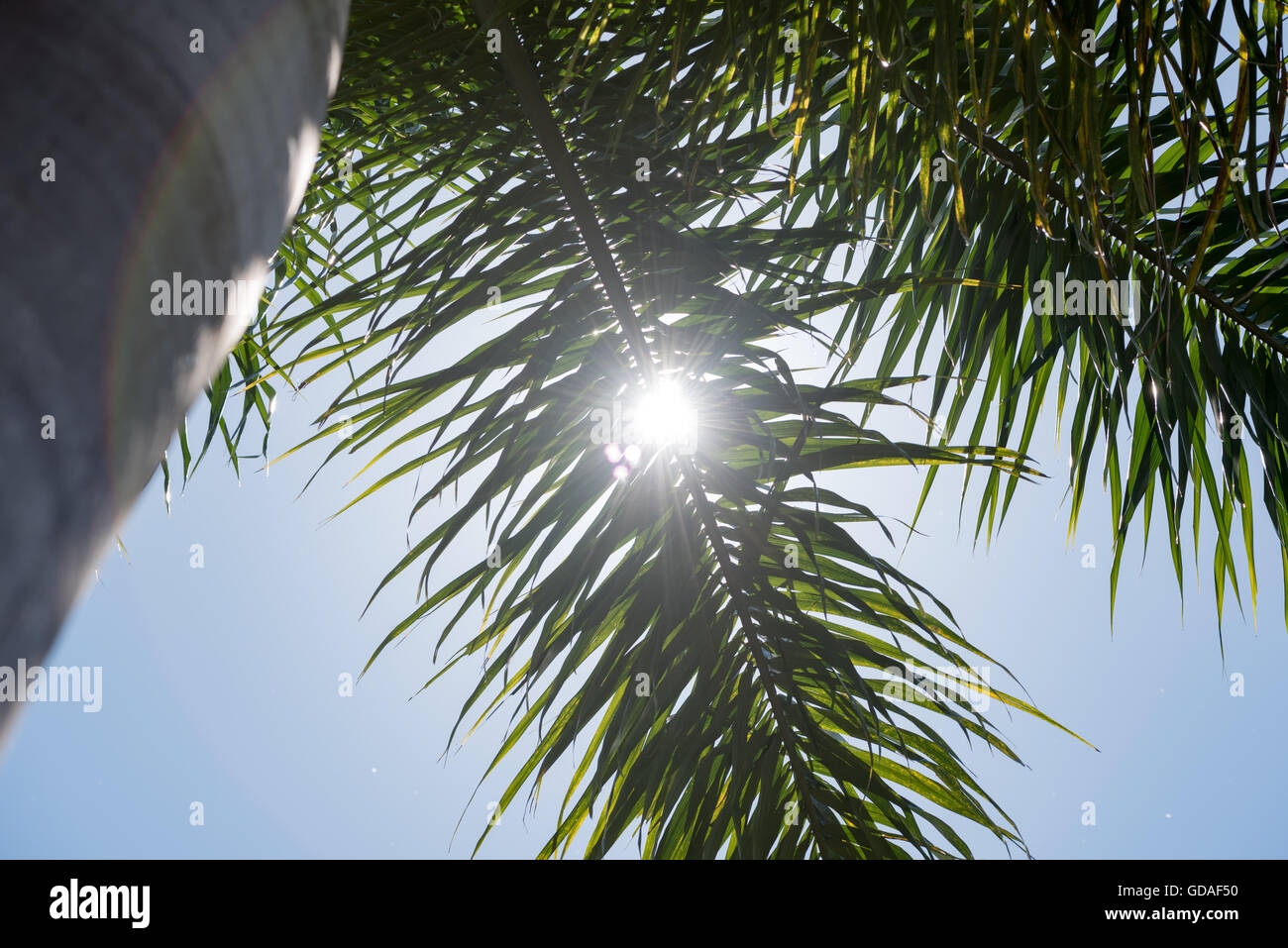 Costa Rica, Puntarenas, palm tree in the backlight Stock Photo - Alamy