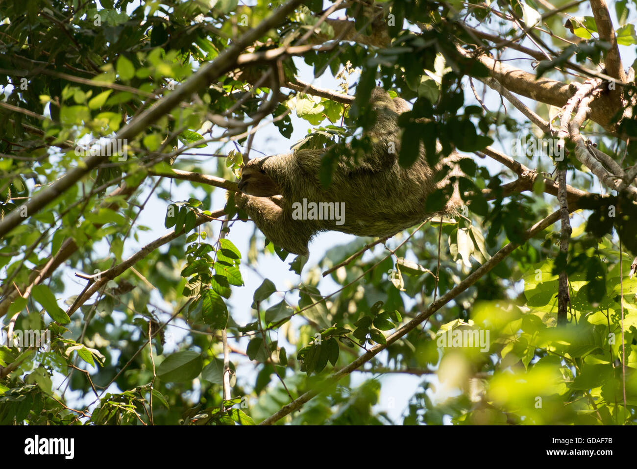 Costa Rica, Puntarenas, Quepos, Manuel Antonio National Park, Faultier ...