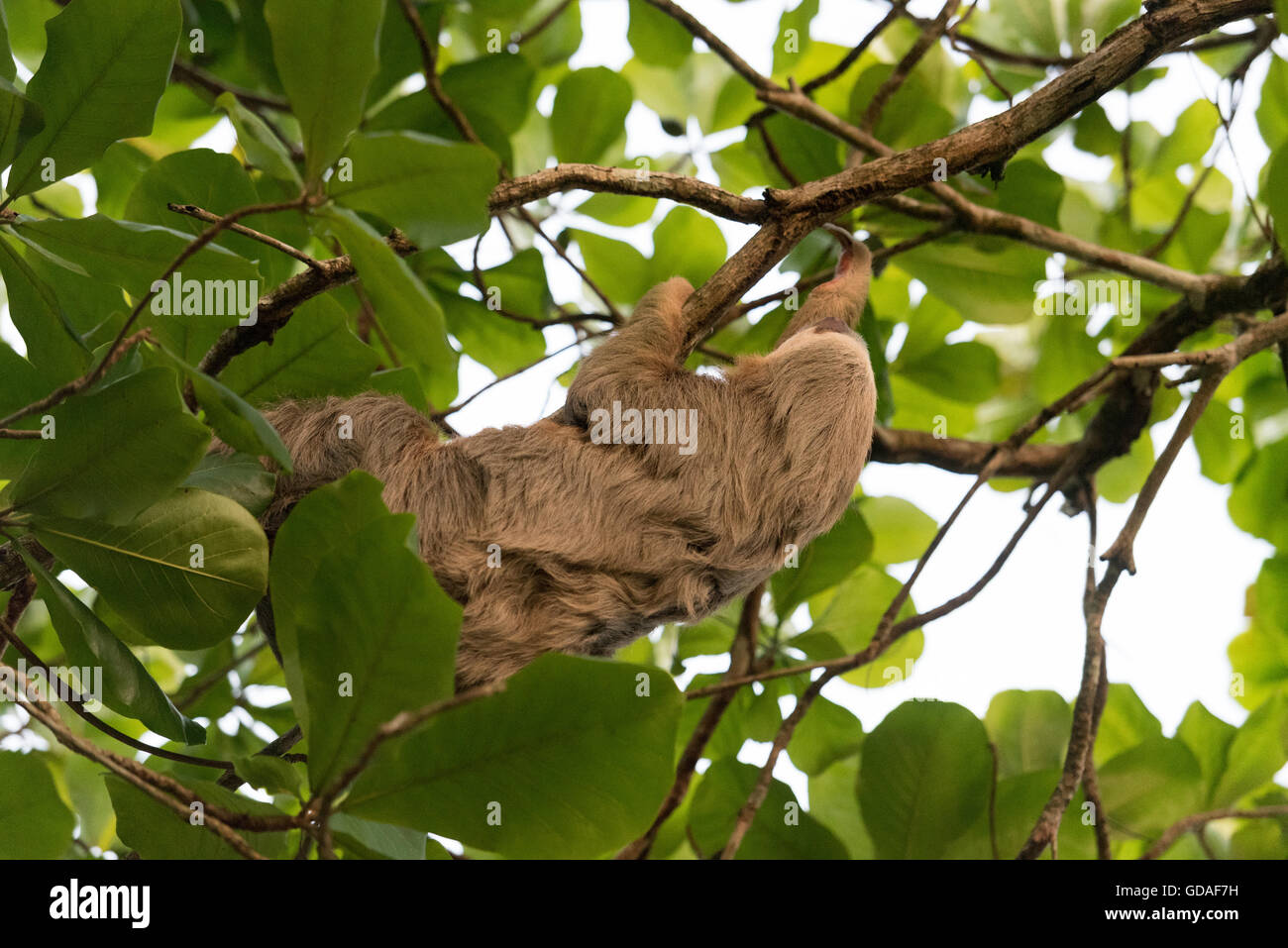Costa Rica, Puntarenas, Savegre, Faultiere (Folivora, also Tardigrada ...