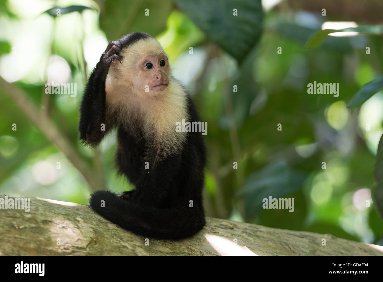 Monkey Scratching Head High Resolution Stock Photography and Images - Alamy