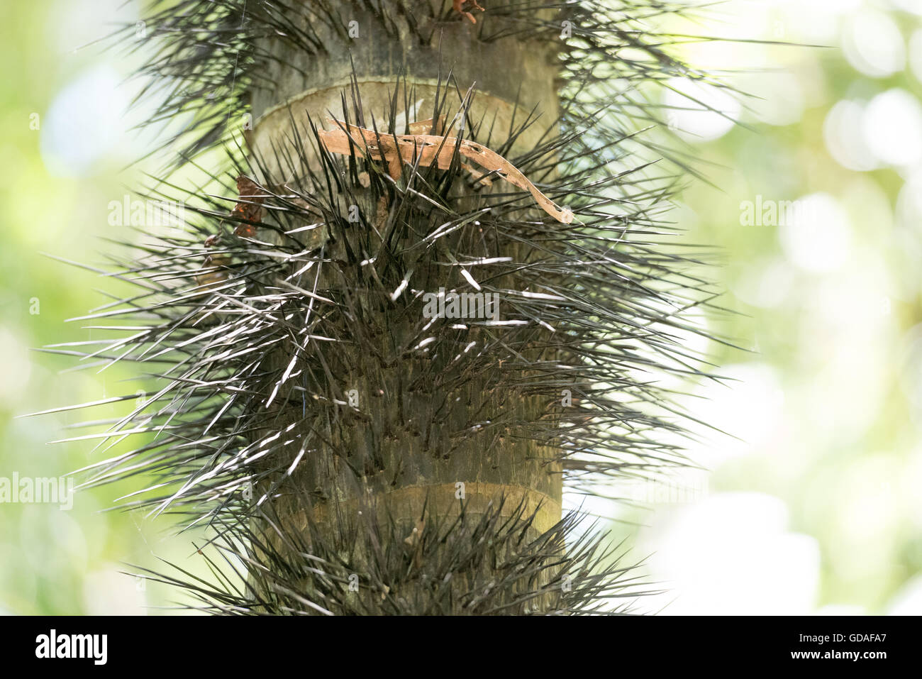 Macauba palm hi-res stock photography and images - Alamy
