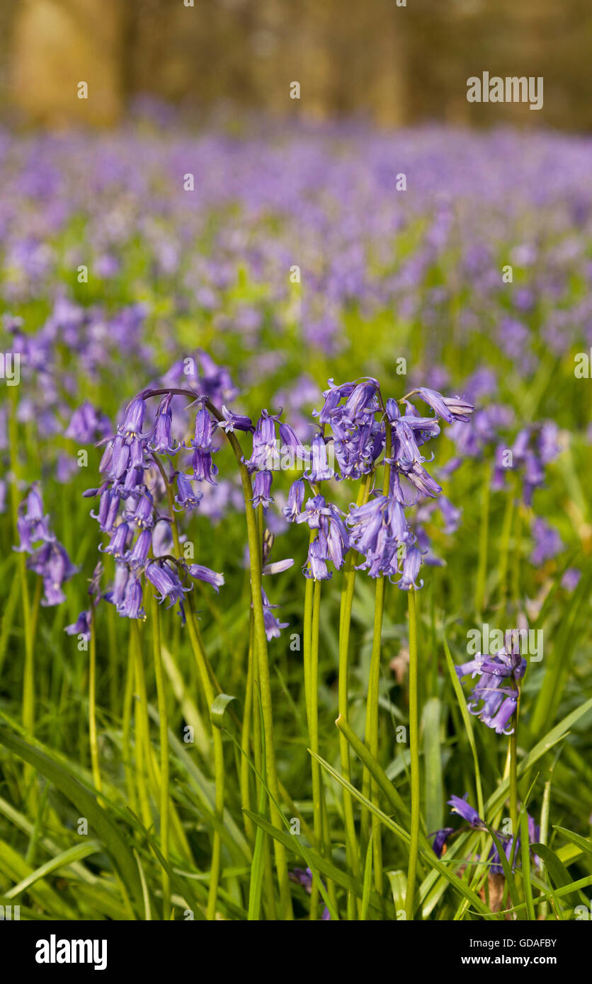Bluebell flowers in a wood Stock Photo - Alamy
