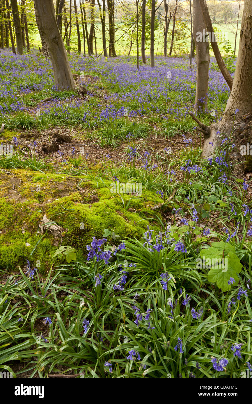 A drift of Bluebells through trees Stock Photo - Alamy